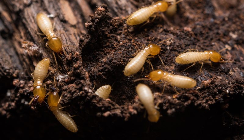 termite removal near me | Pete's Pest Patrol
