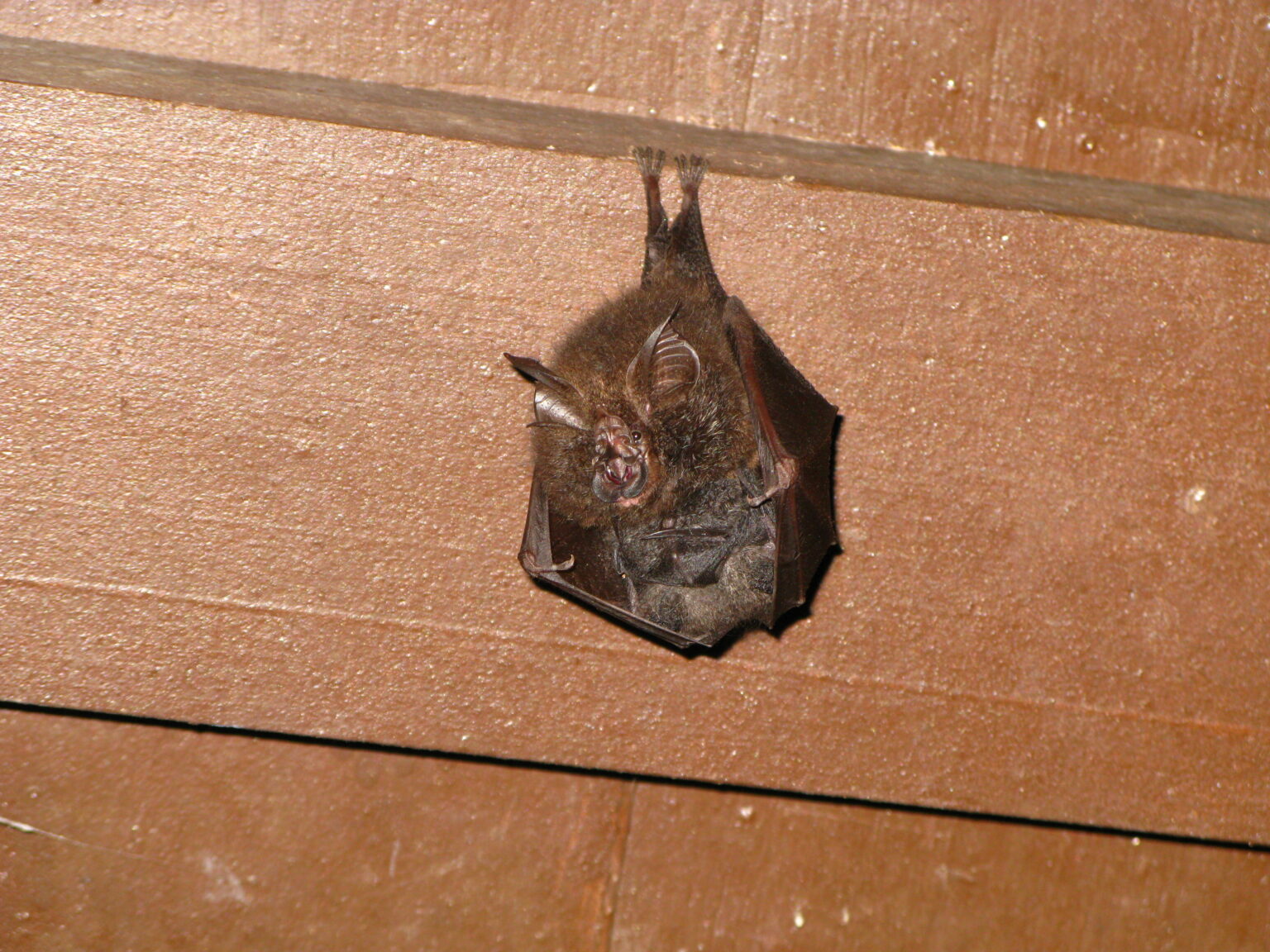 Bat Removal & Exclusion in Athens, GA | PPP